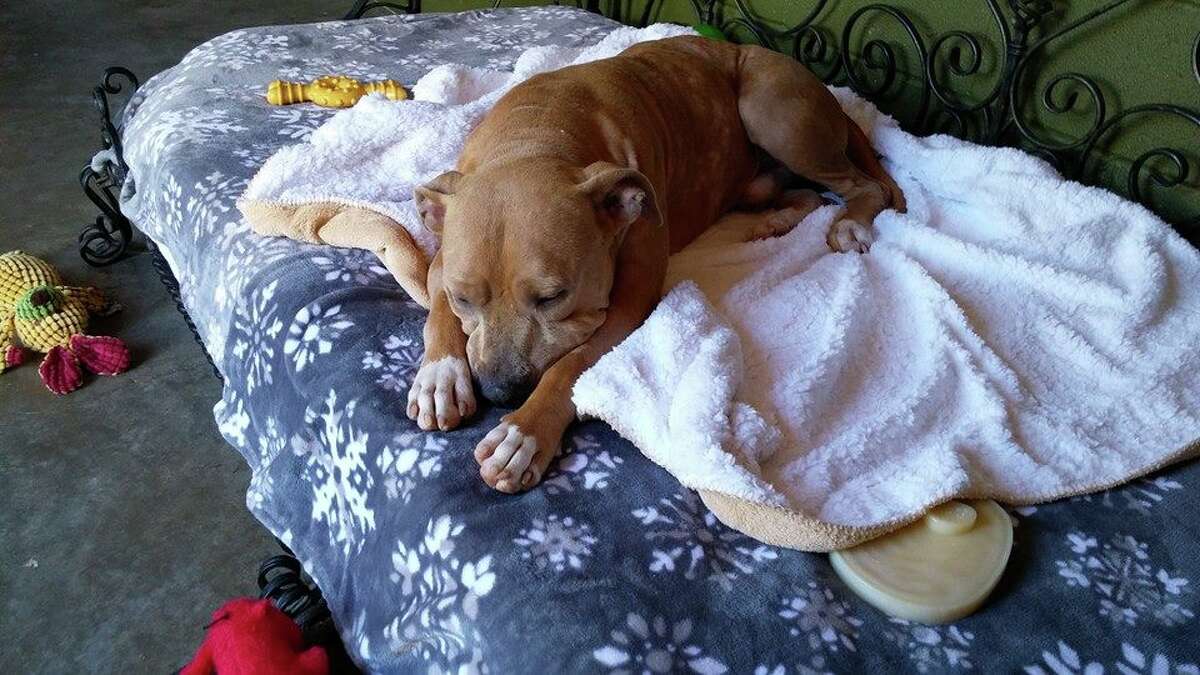 Stray dog makes amazing comeback after surviving huge gunshot wound