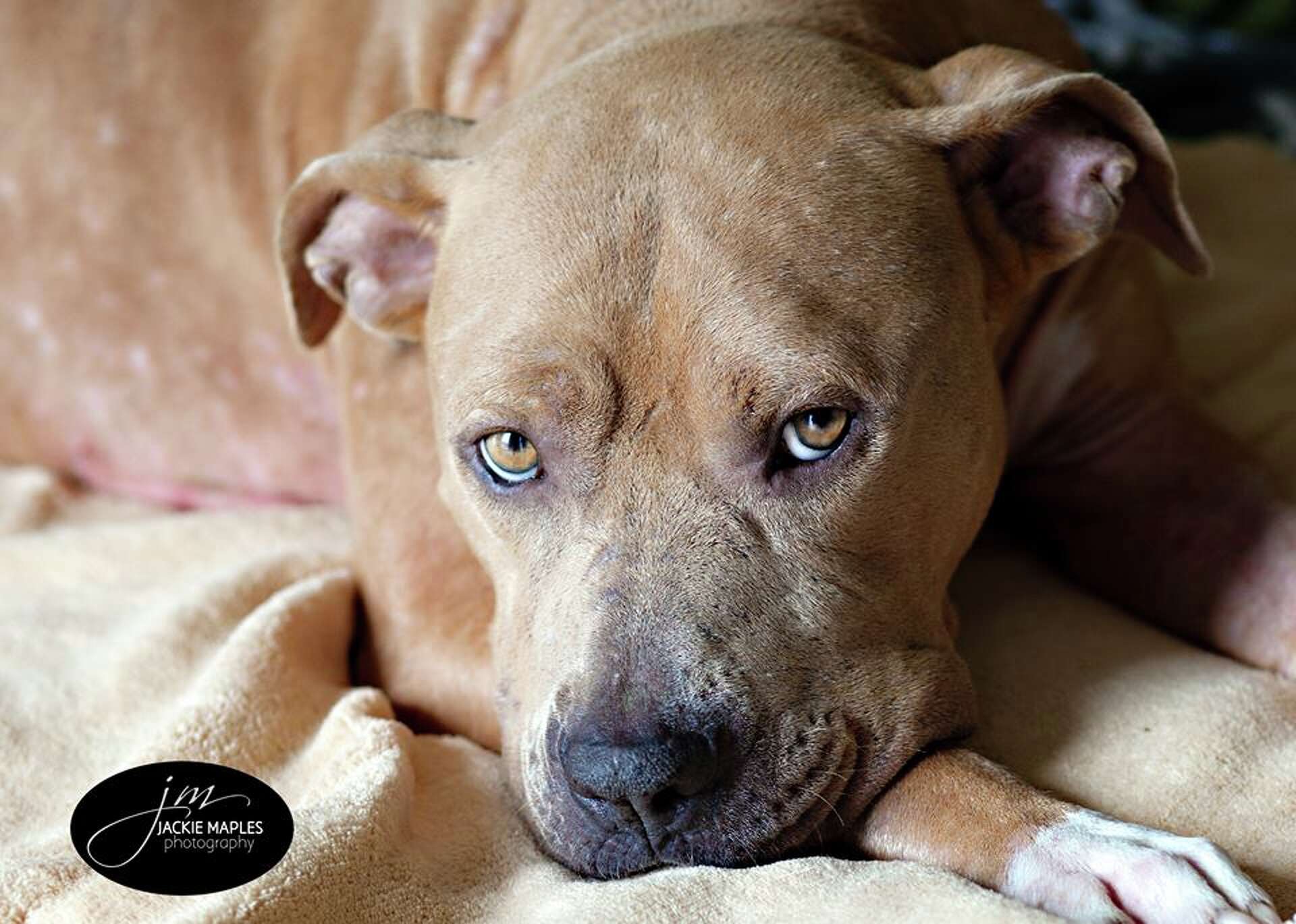 Stray dog makes amazing comeback after surviving huge gunshot wound