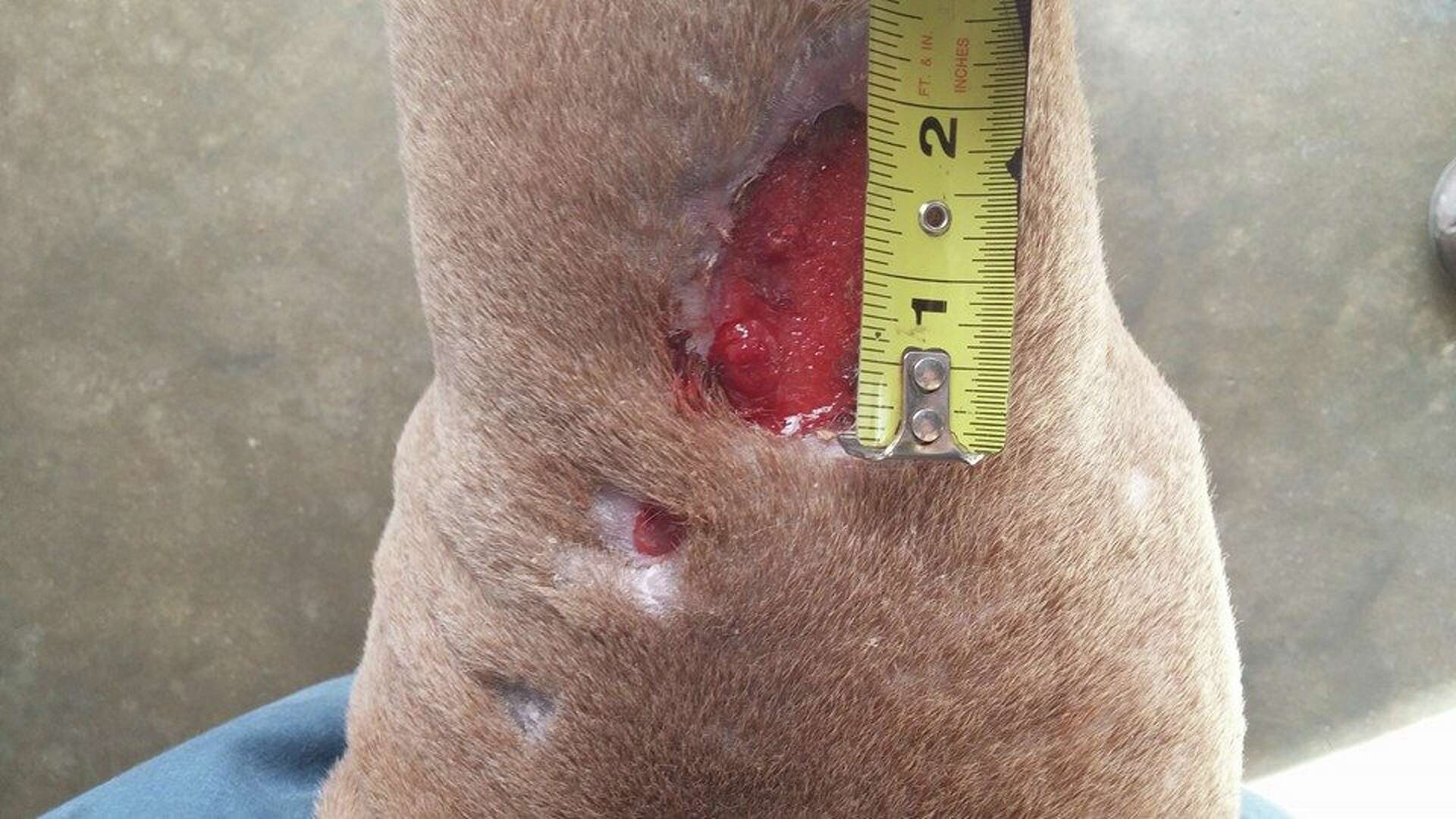 Stray dog makes amazing comeback after surviving huge gunshot wound