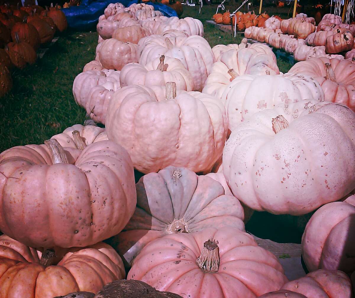 Pink pumpkins part of breast cancer effort