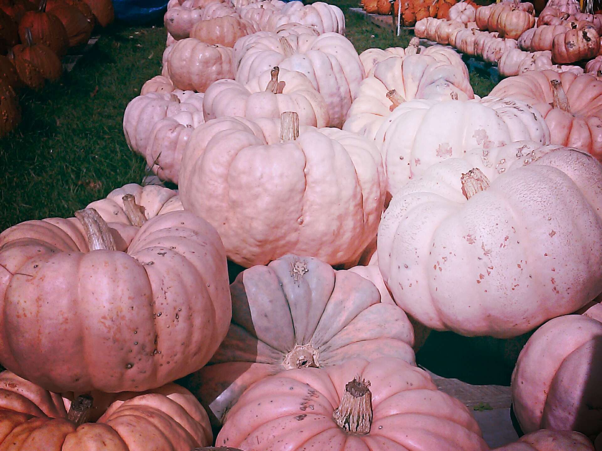 Pink pumpkins part of breast cancer effort