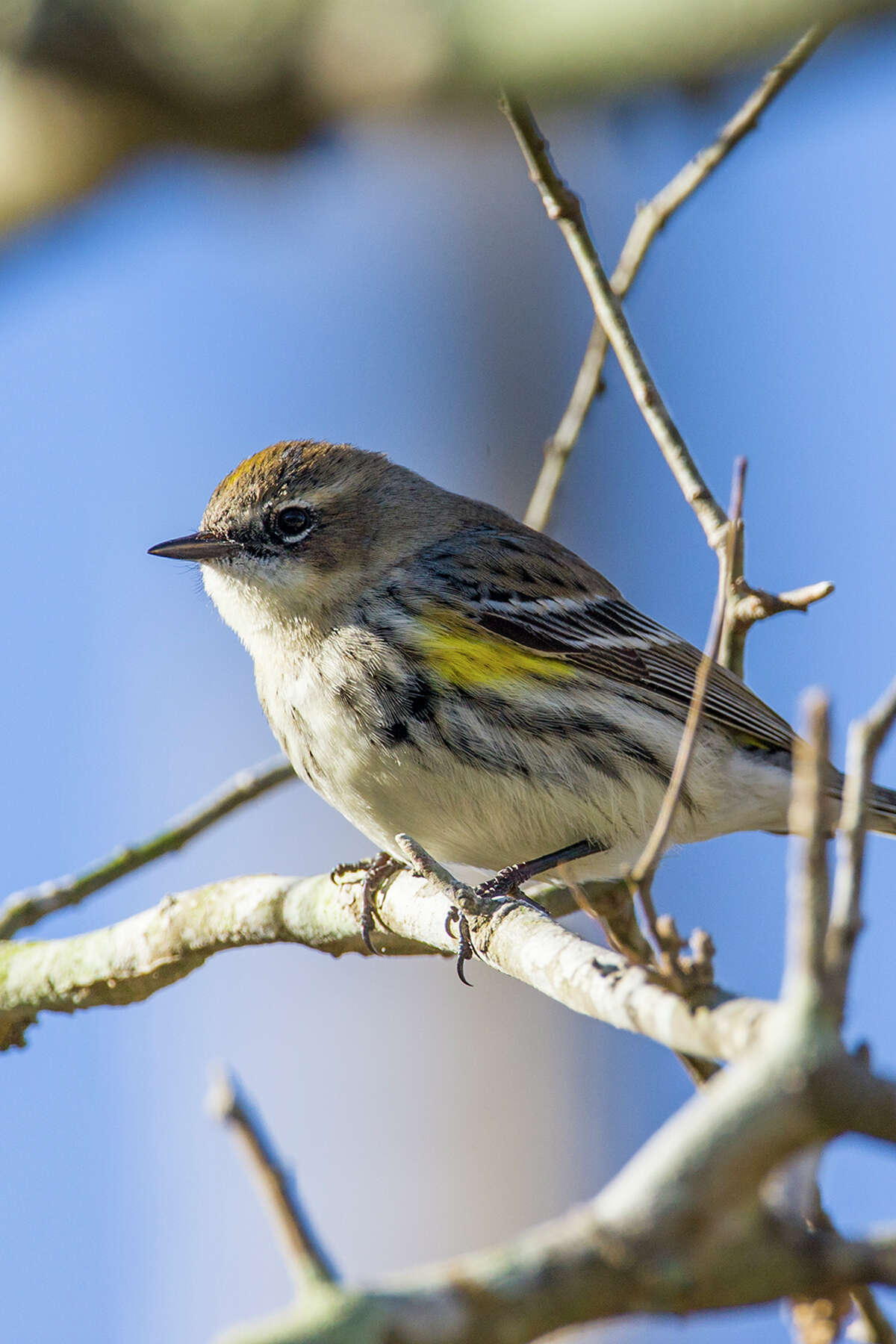 Yellow-rumped warblers should arrive in Houston area any time now