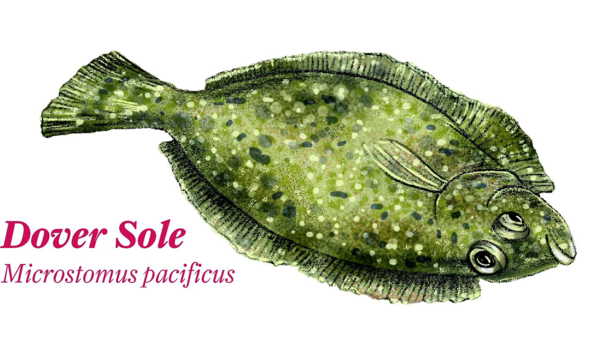 New fish for your table: Updated Seafood Watch recommendations