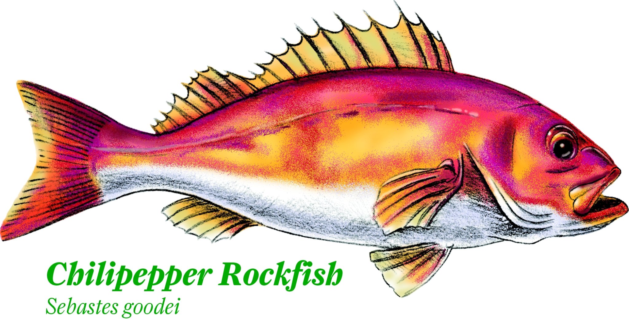 New fish for your table: Updated Seafood Watch recommendations