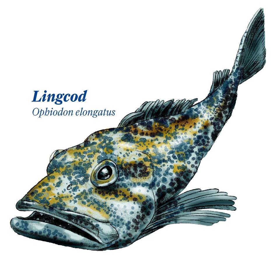 New fish for your table: Updated Seafood Watch recommendations