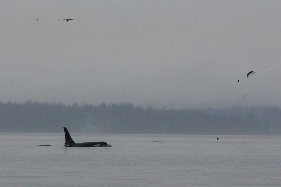 Orcas from multiple resident pods visit Seattle area - seattlepi.com