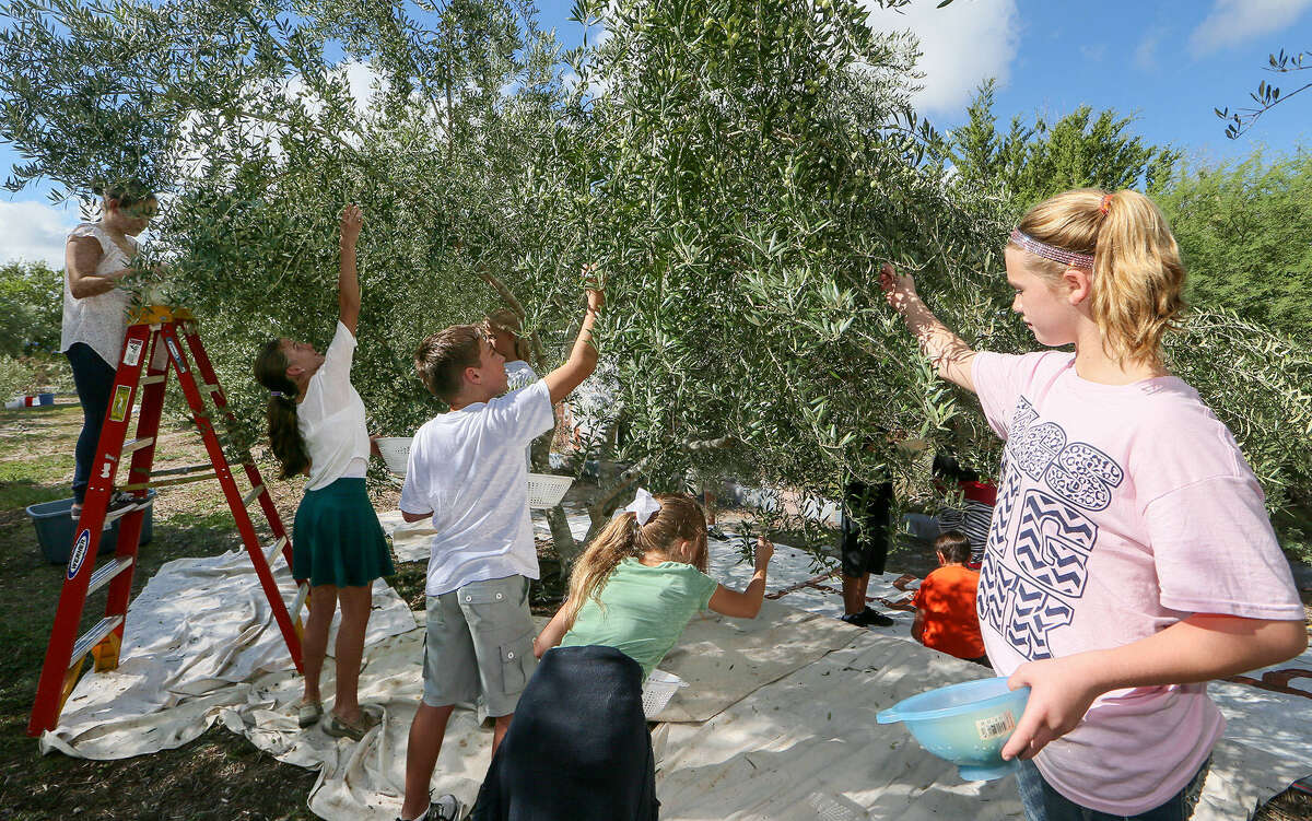 Olive orchard provides hands-on learning at Tejeda Middle School