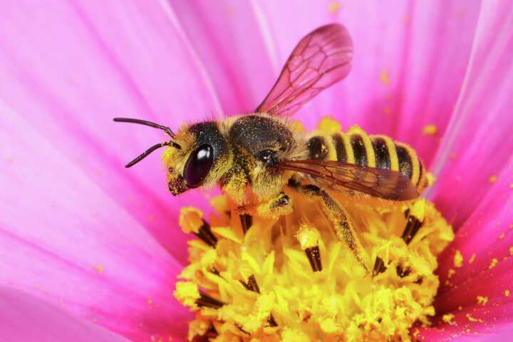 New book explores the ABCs of California’s native bees