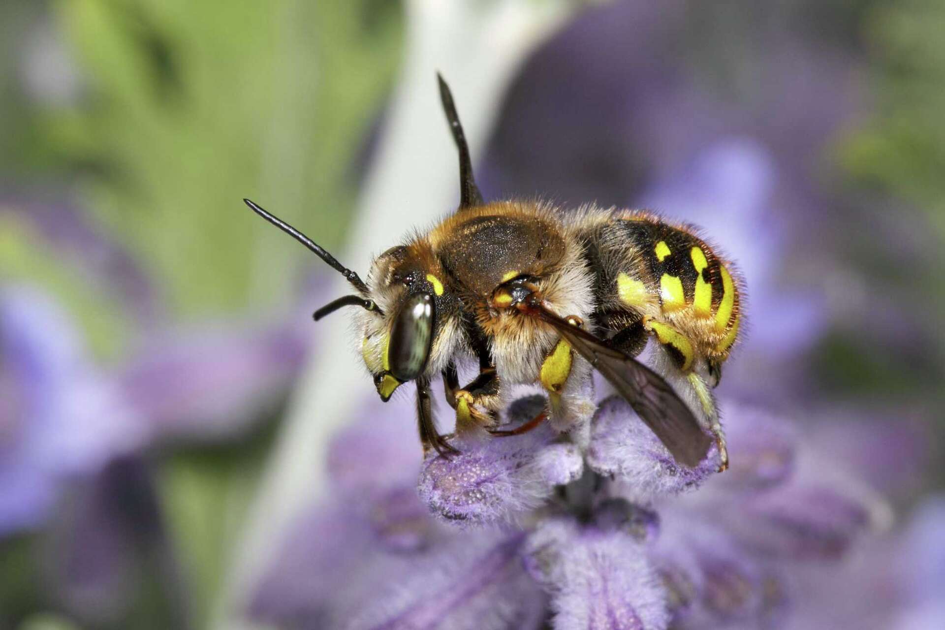 New book explores the ABCs of California’s native bees