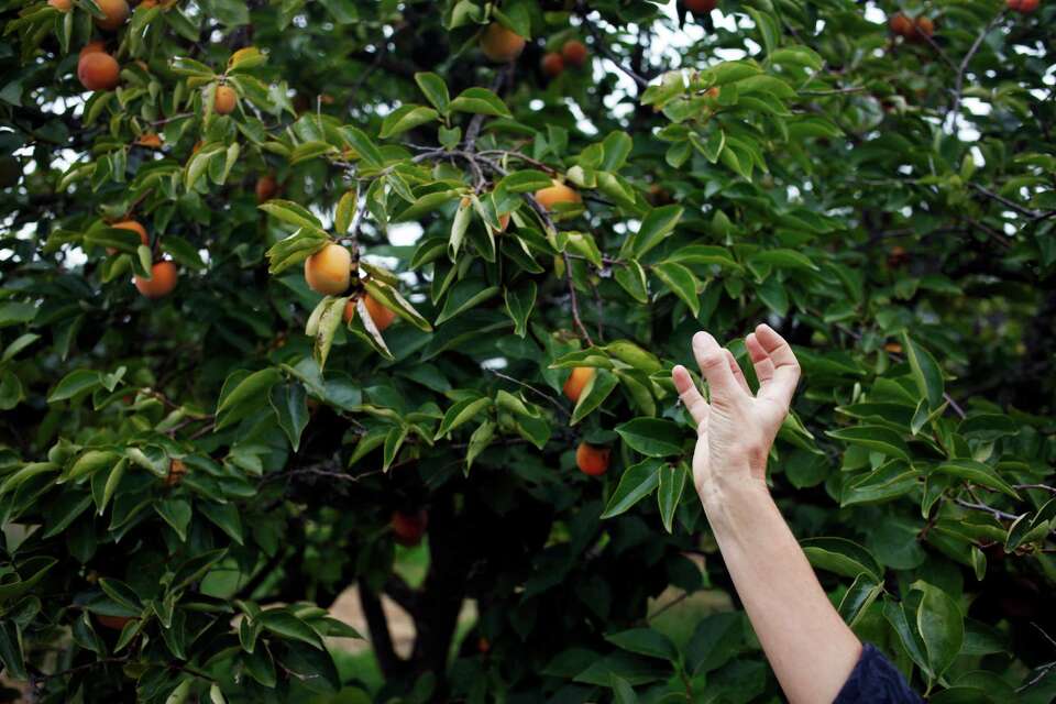 Otow family crafts dried persimmons with love and care