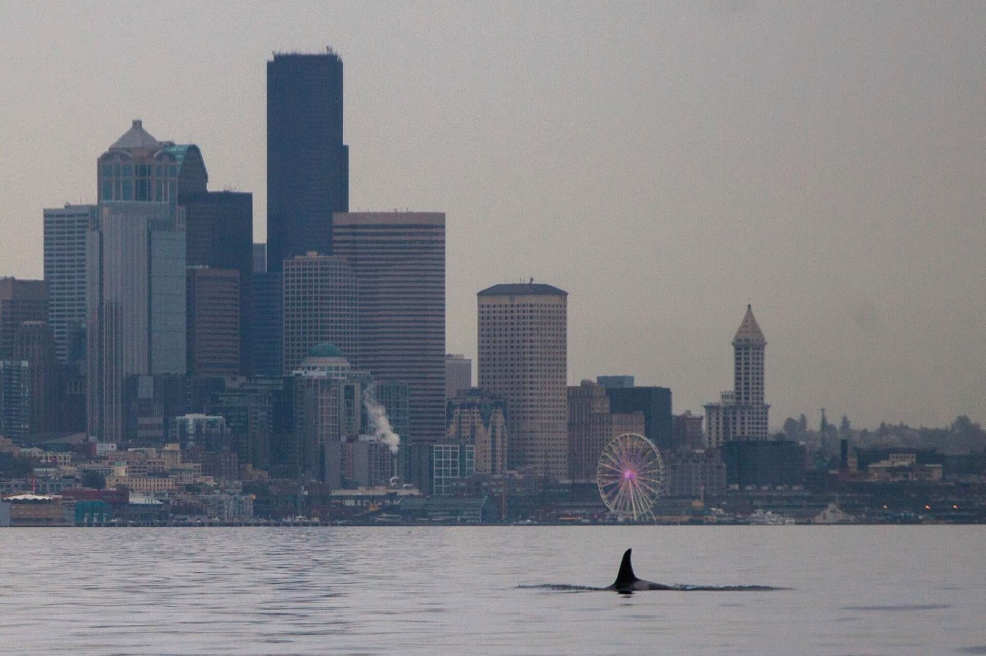 We brake for orcas: Killer whales surround ferries during Monday ...