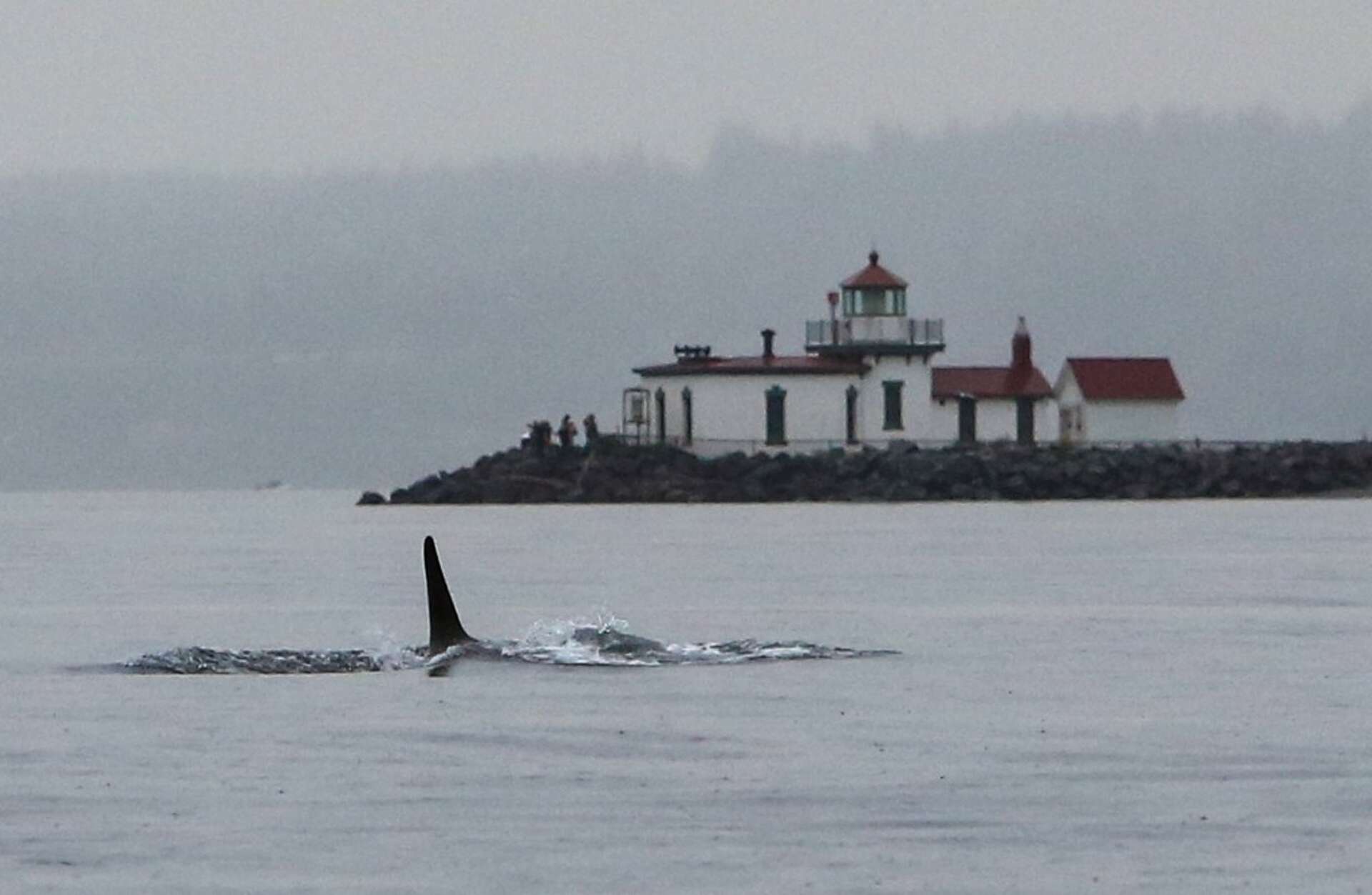 We brake for orcas: Killer whales surround ferries during Monday ...