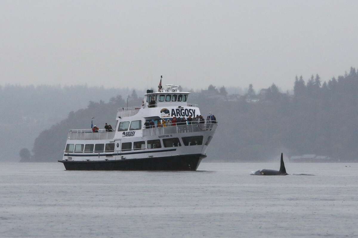 Southern Resident orcas finally return to Northwest waters