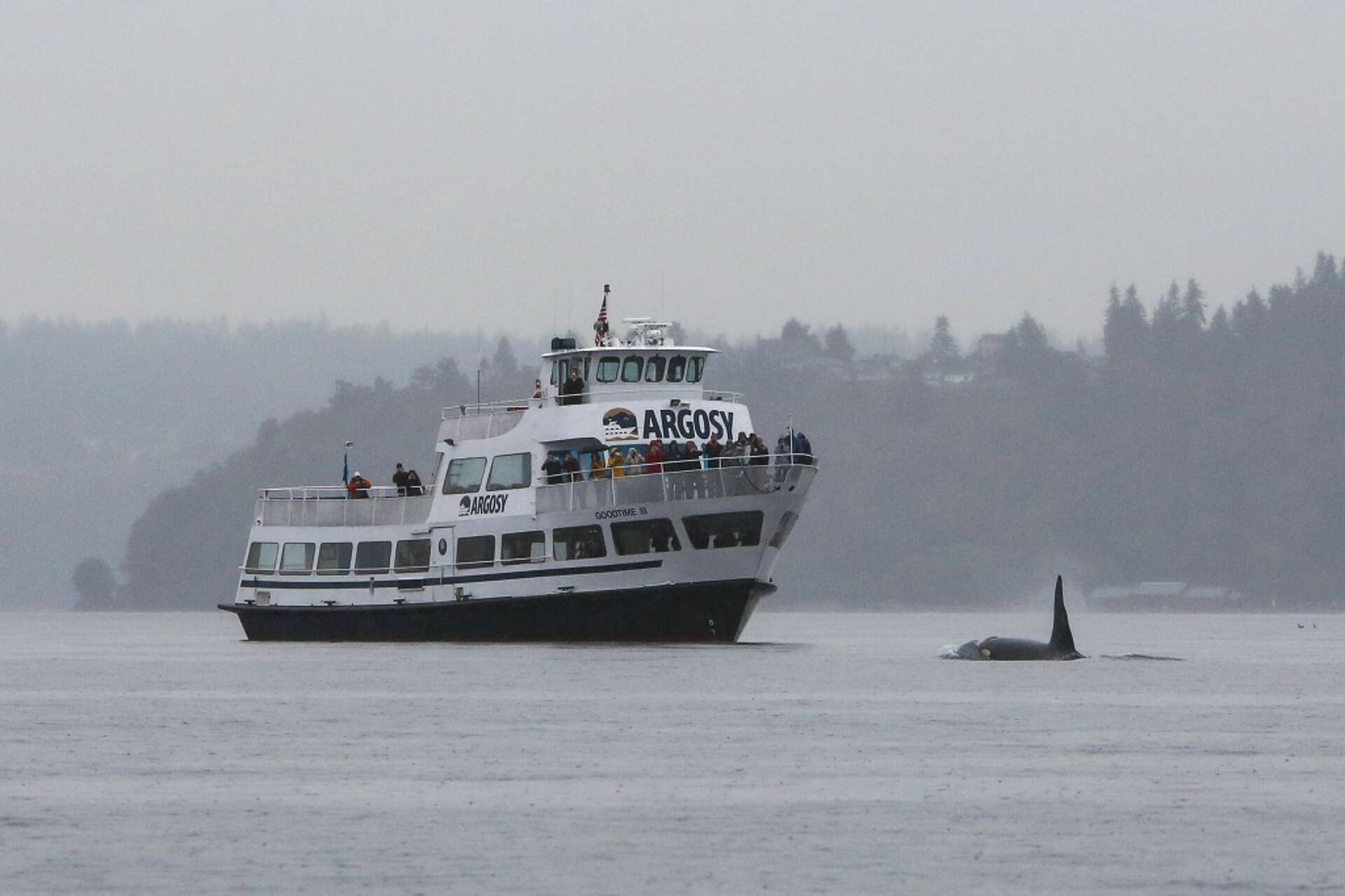 We brake for orcas: Killer whales surround ferries during Monday ...