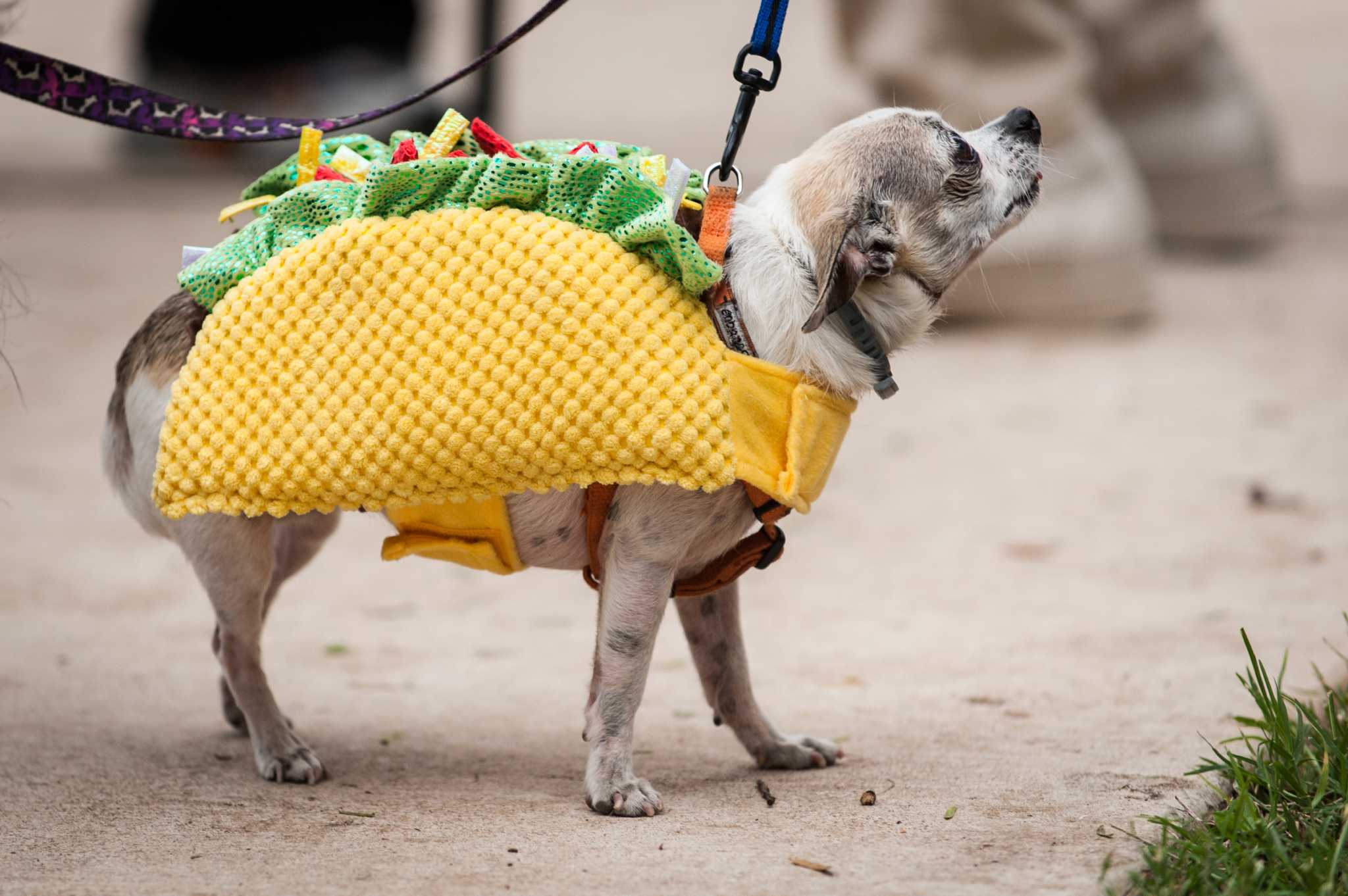 Fall 2019 dog events