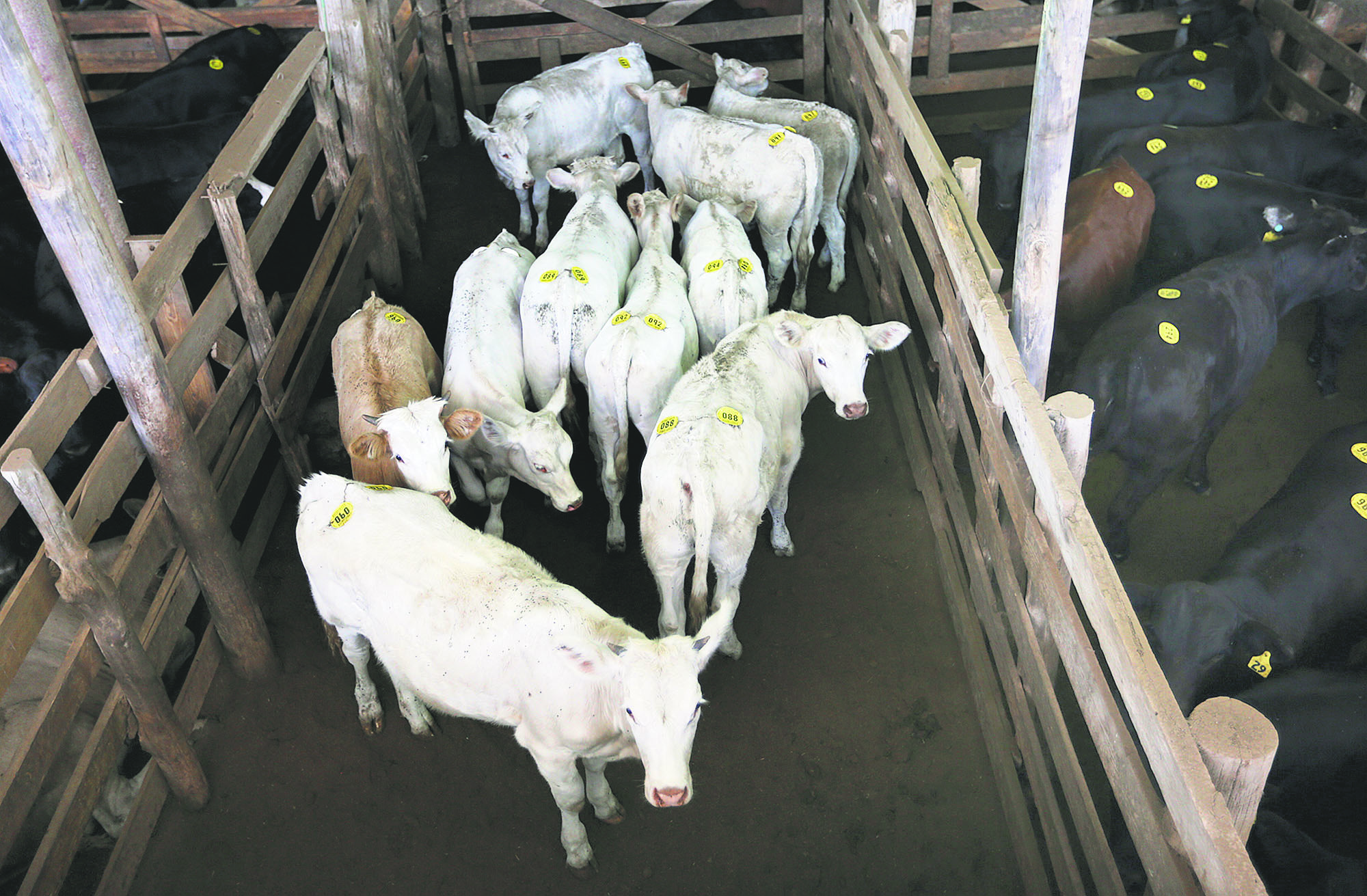 Pasture to Plate: How a cow becomes a steak