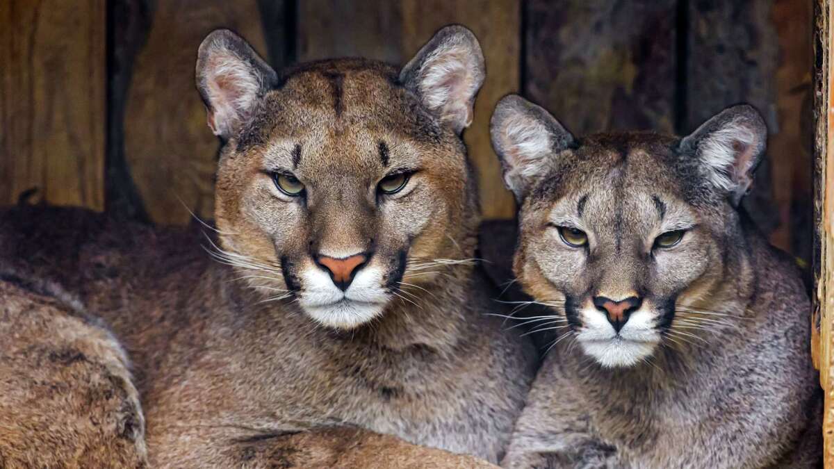 Texas wildlife expert answers all your mythical creature questions