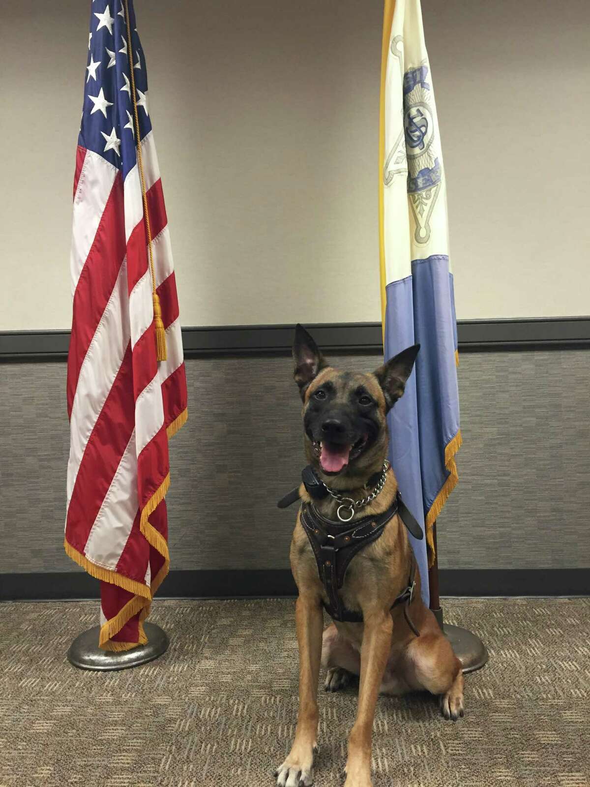 Secret Service dogs hailed as heroes at White House