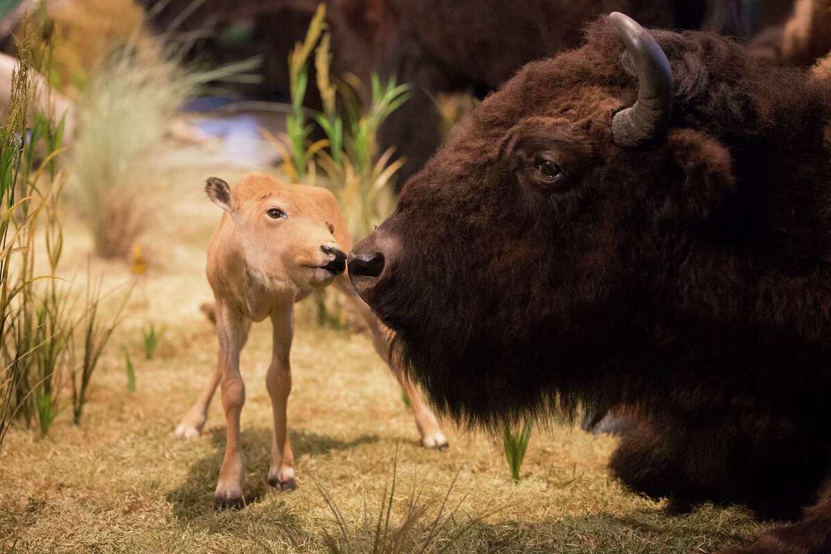 8 facts about bison