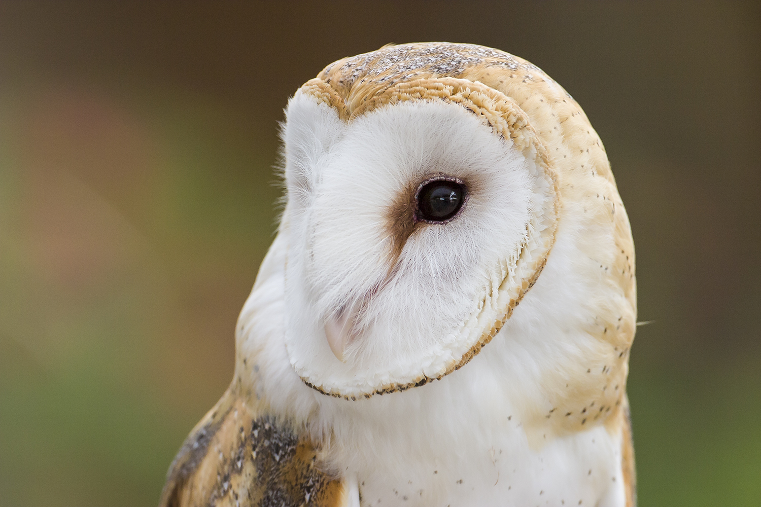 Barn Owl Anatomy Neck