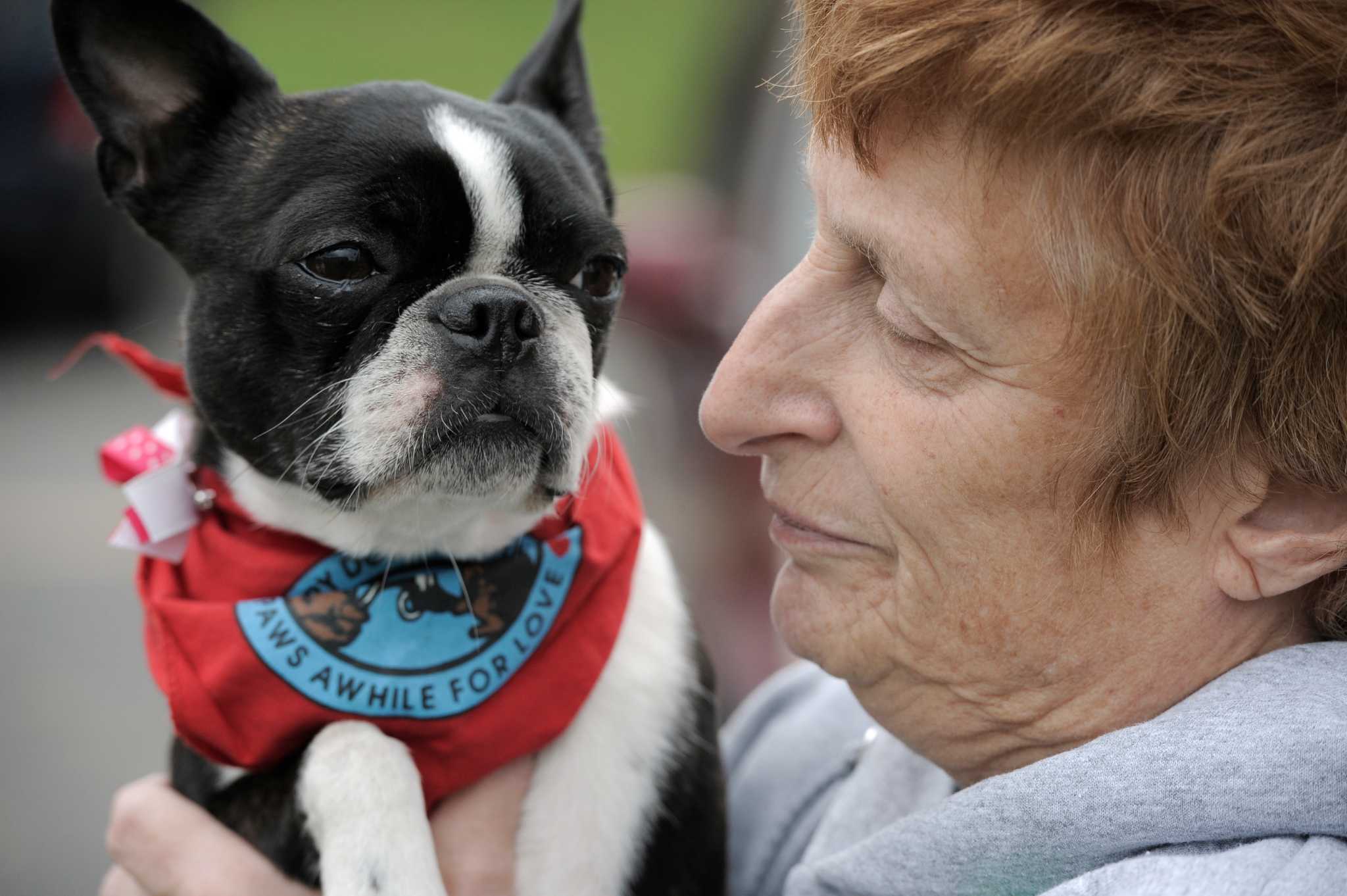 Newtown therapy dog wins national contest