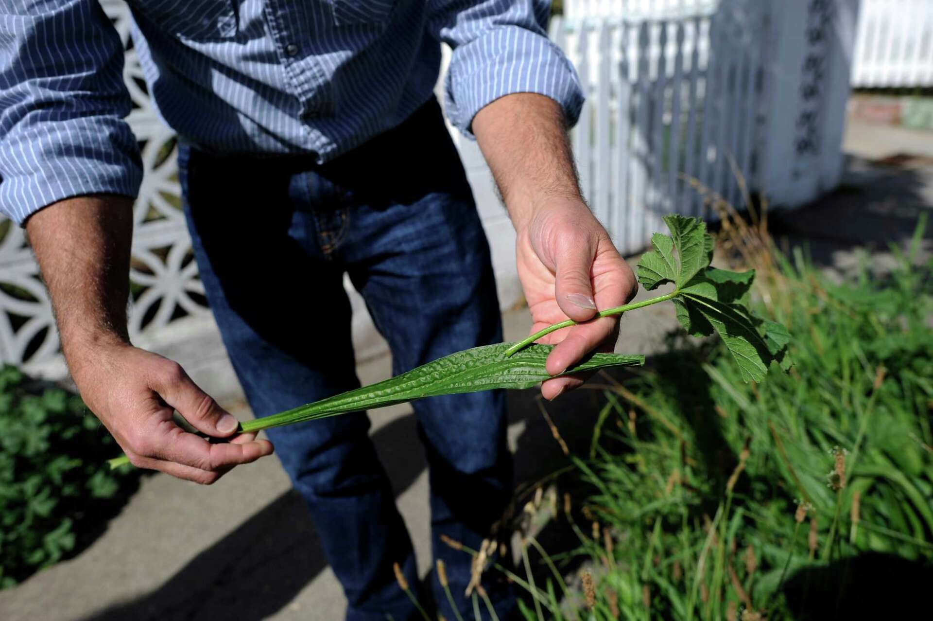 Cal professors on the hunt for edible, nutritious East Bay weeds
