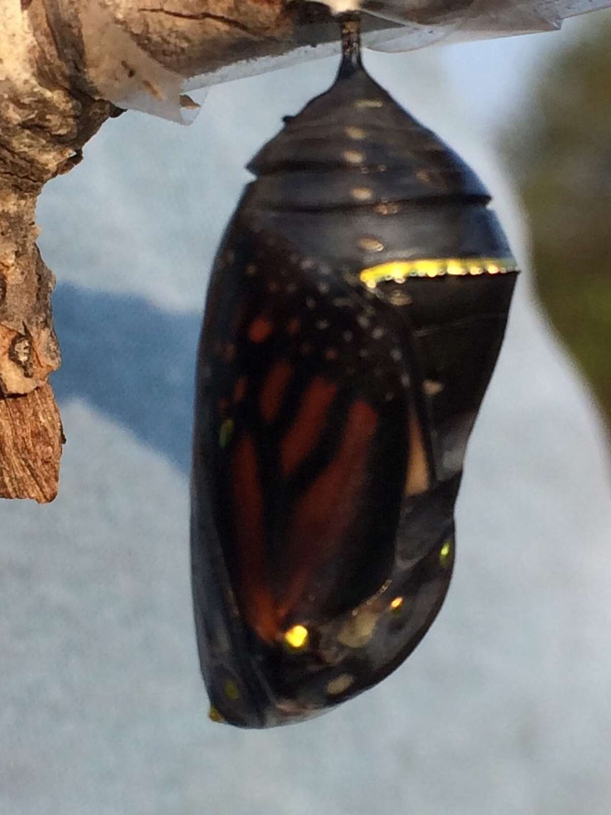 Monarch migration numbers looking better