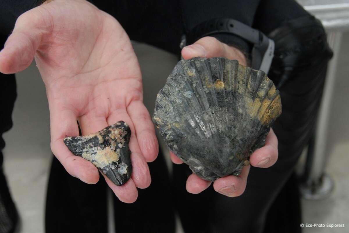 Rare shark teeth, millions of years old, brought up by Gulf divers