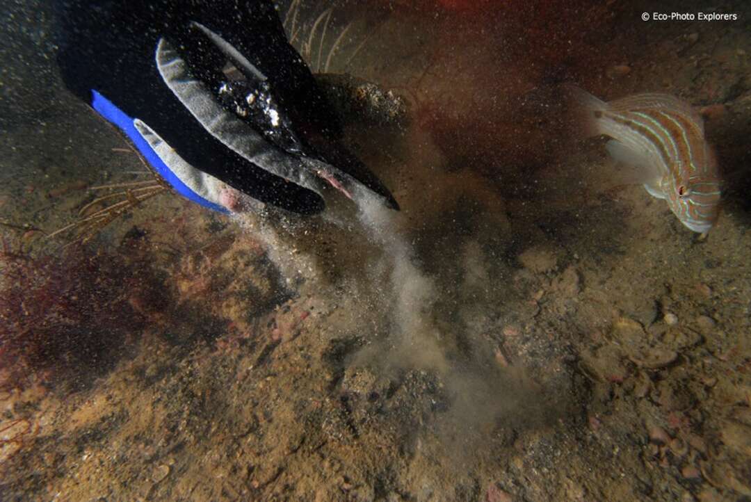 Rare shark teeth, millions of years old, brought up by Gulf divers