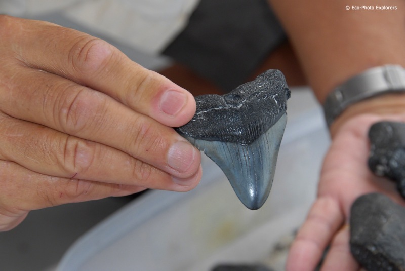 Rare shark teeth, millions of years old, brought up by Gulf divers