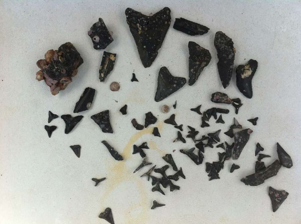 Rare shark teeth, millions of years old, brought up by Gulf divers