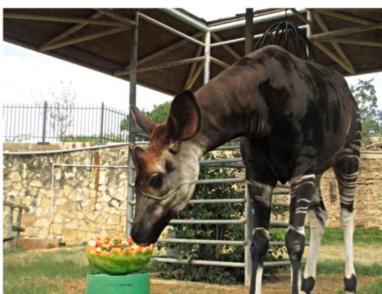 San Antonio Zoo: World's oldest okapi dies