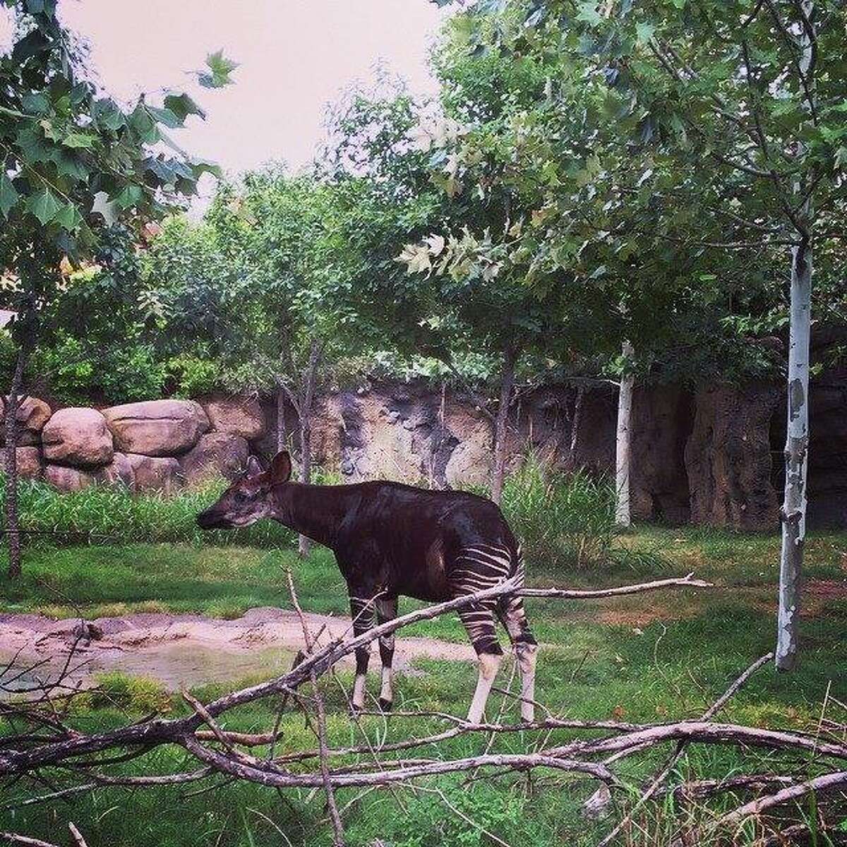 San Antonio Zoo: World's oldest okapi dies