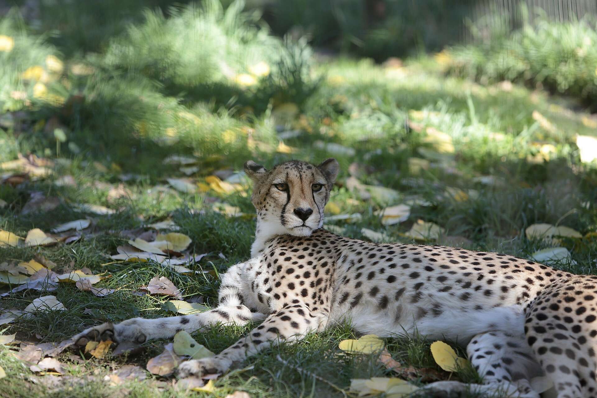 How a Napa winemaker became one of the world’s top cheetah experts