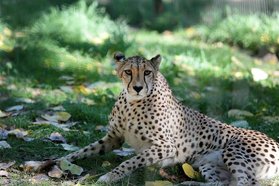 How a Napa winemaker became one of the world’s top cheetah experts