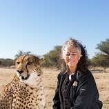 How a Napa winemaker became one of the world’s top cheetah experts - SFGate