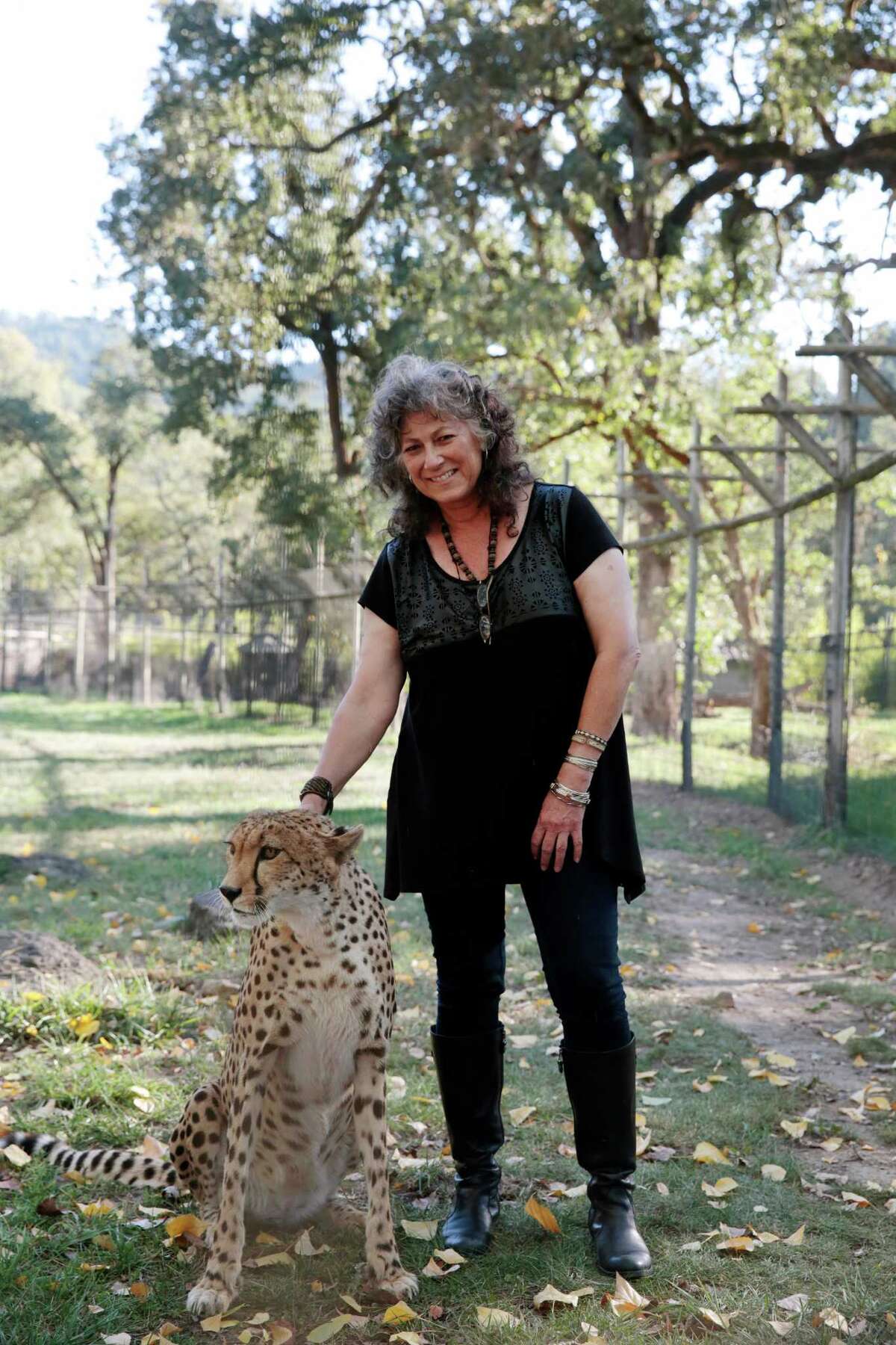 How a Napa winemaker became one of the world’s top cheetah experts