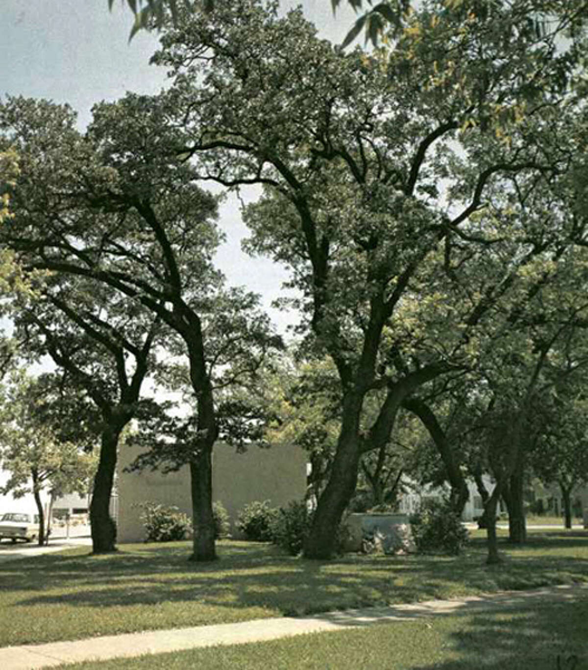 The secrets of Texas history told through its famous trees