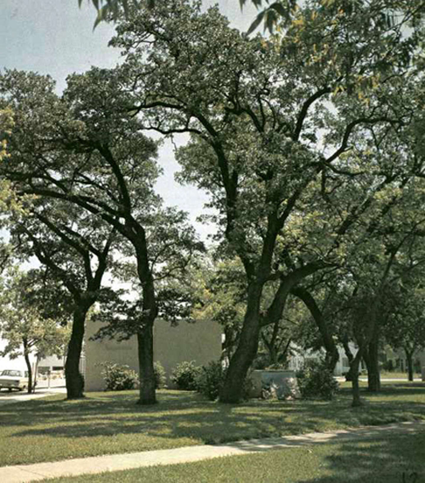 The secrets of Texas history told through its famous trees