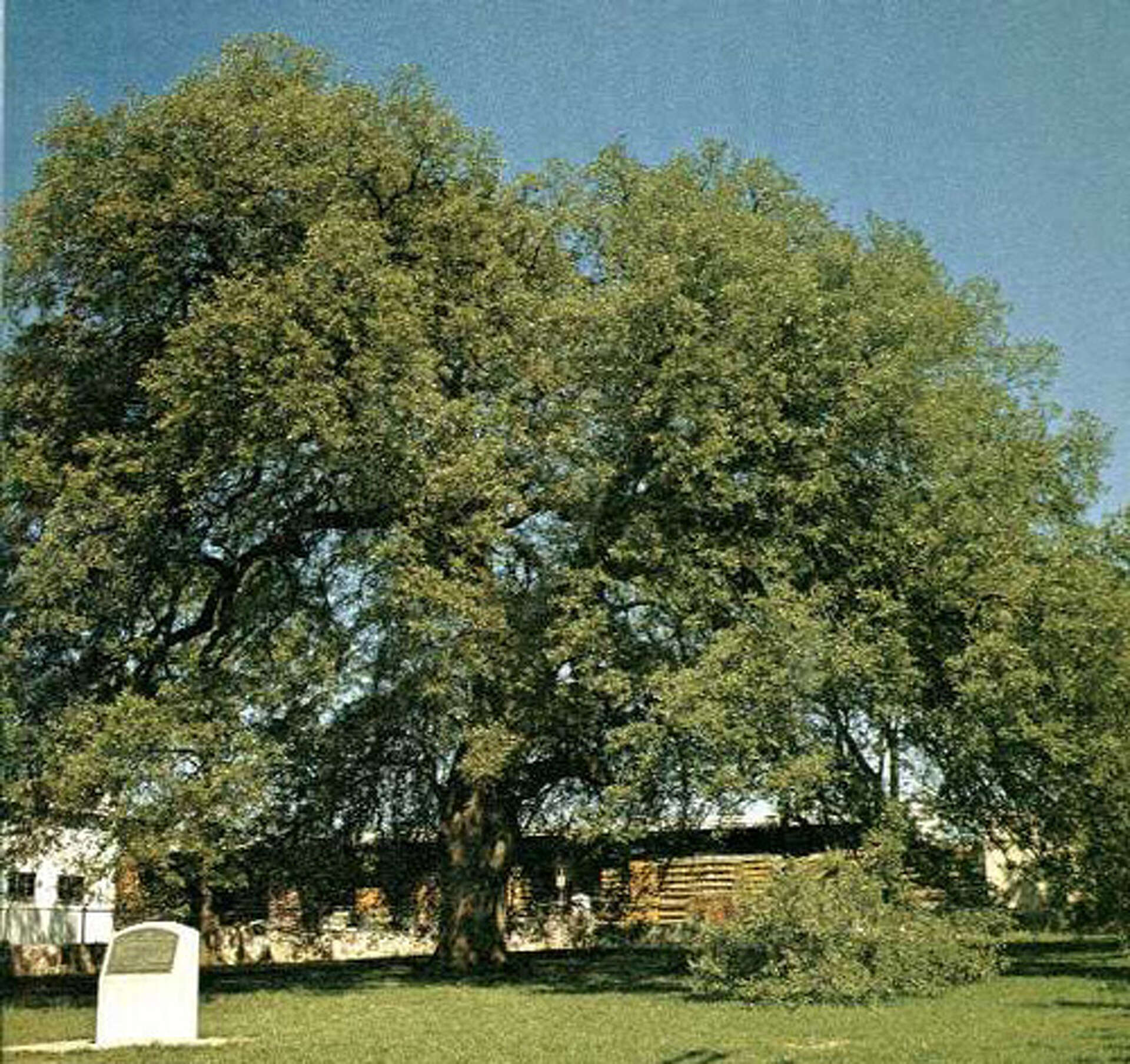 The secrets of Texas history told through its famous trees