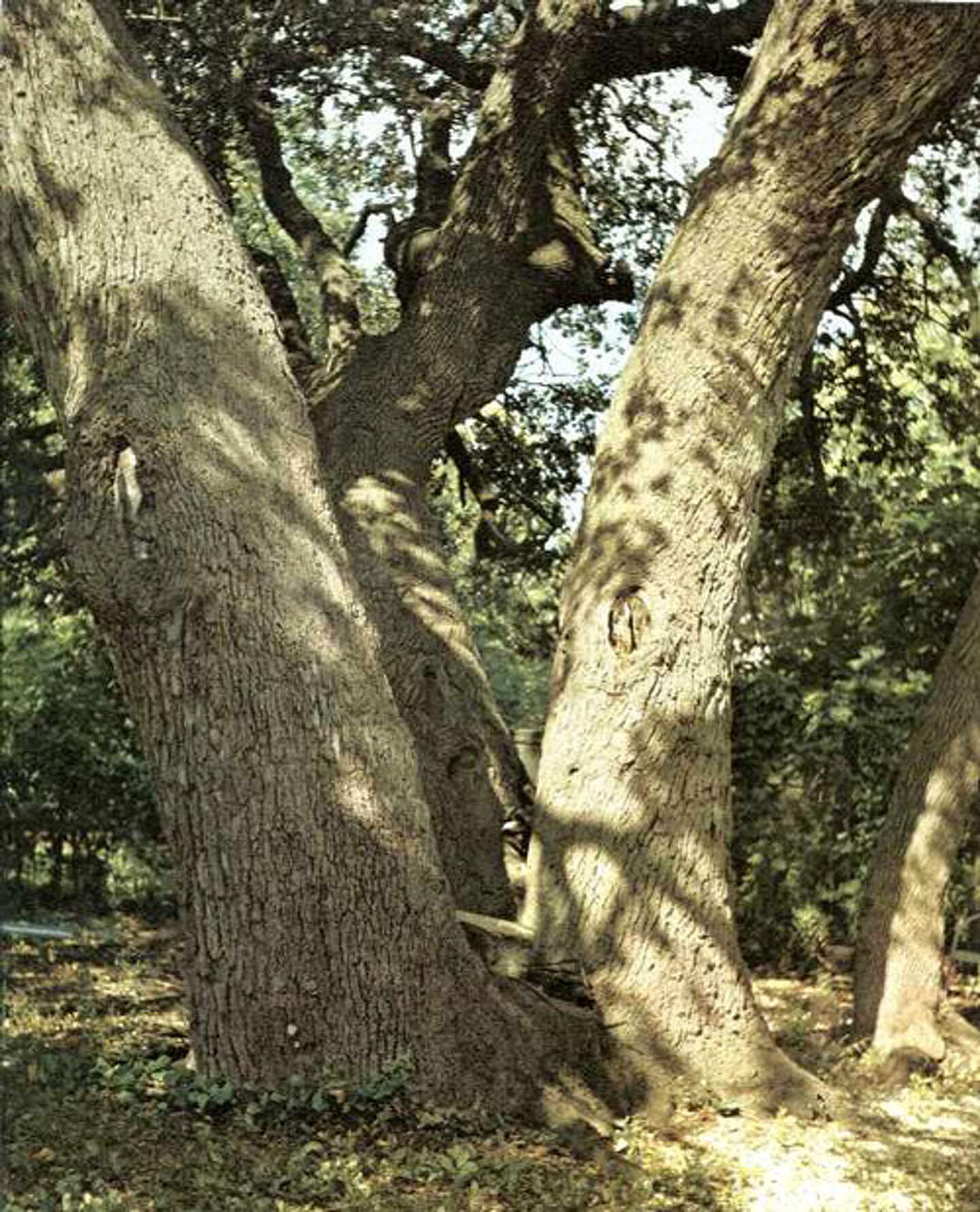 The secrets of Texas history told through its famous trees