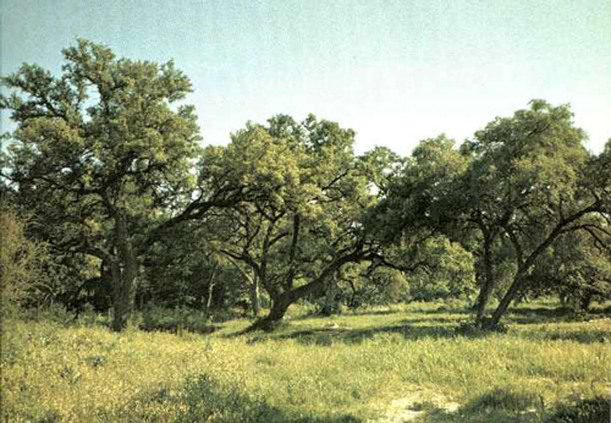 The secrets of Texas history told through its famous trees