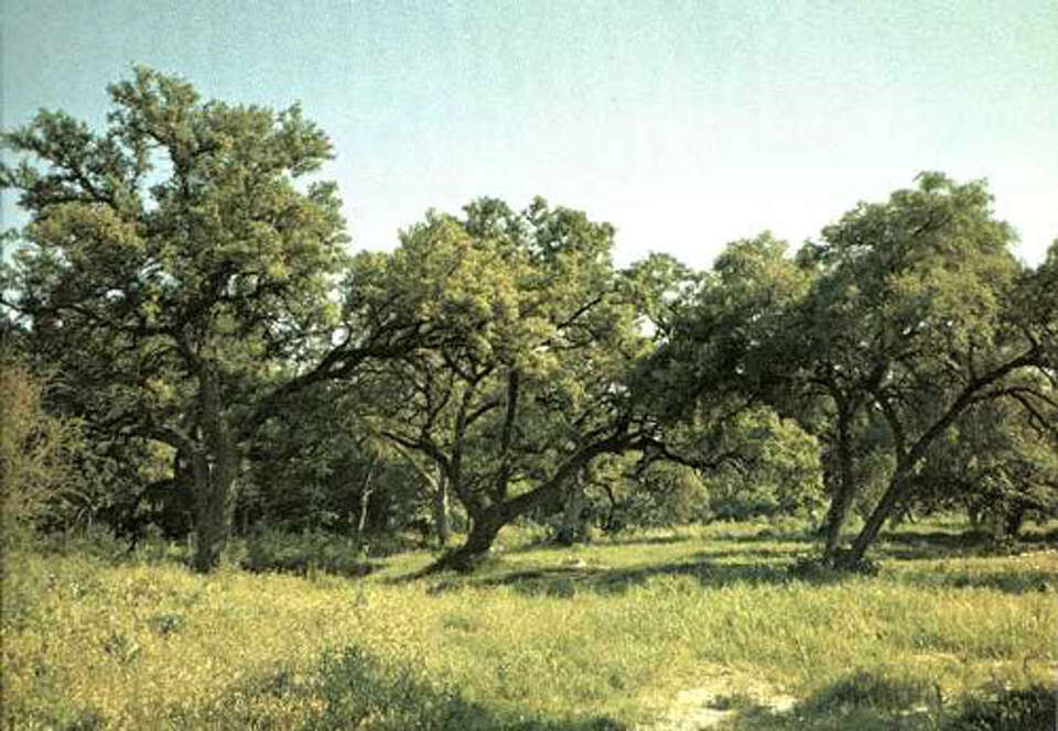 The secrets of Texas history told through its famous trees