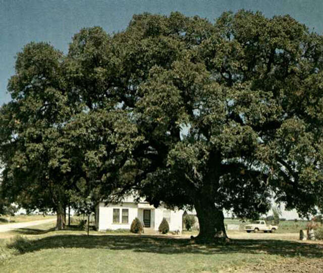 The secrets of Texas history told through its famous trees