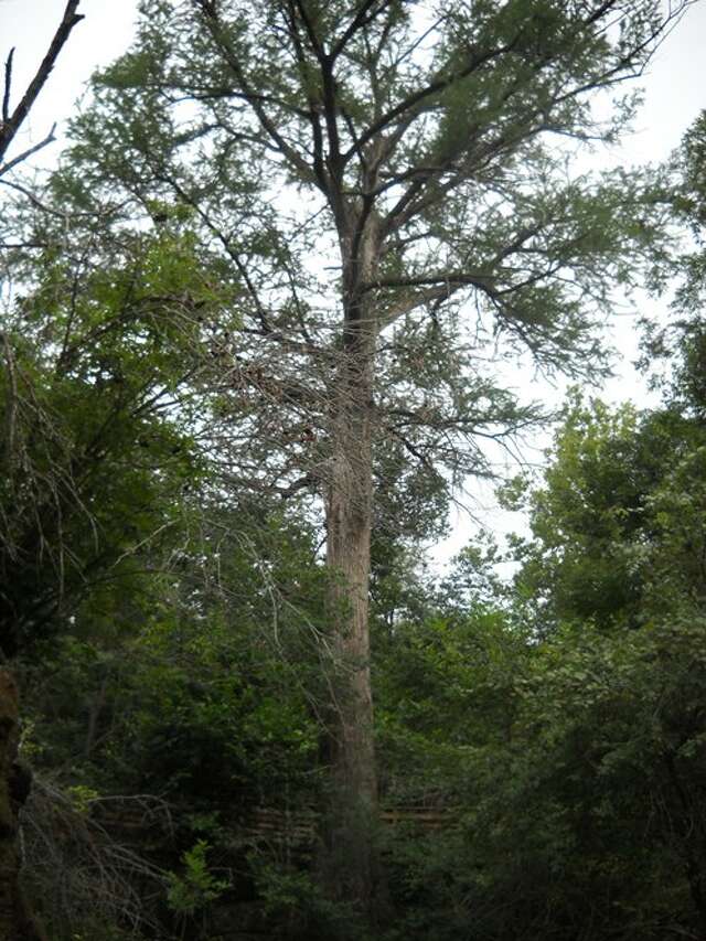 The secrets of Texas history told through its famous trees