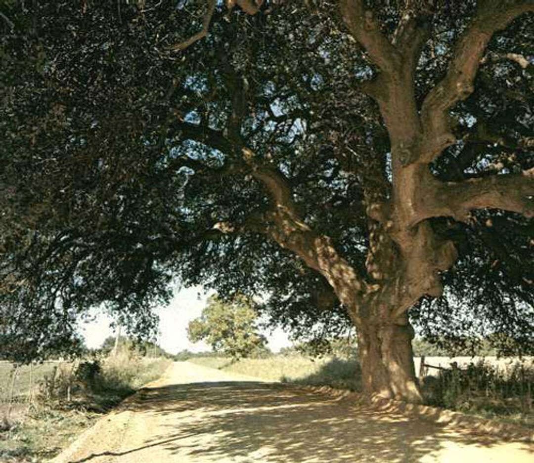 The secrets of Texas history told through its famous trees