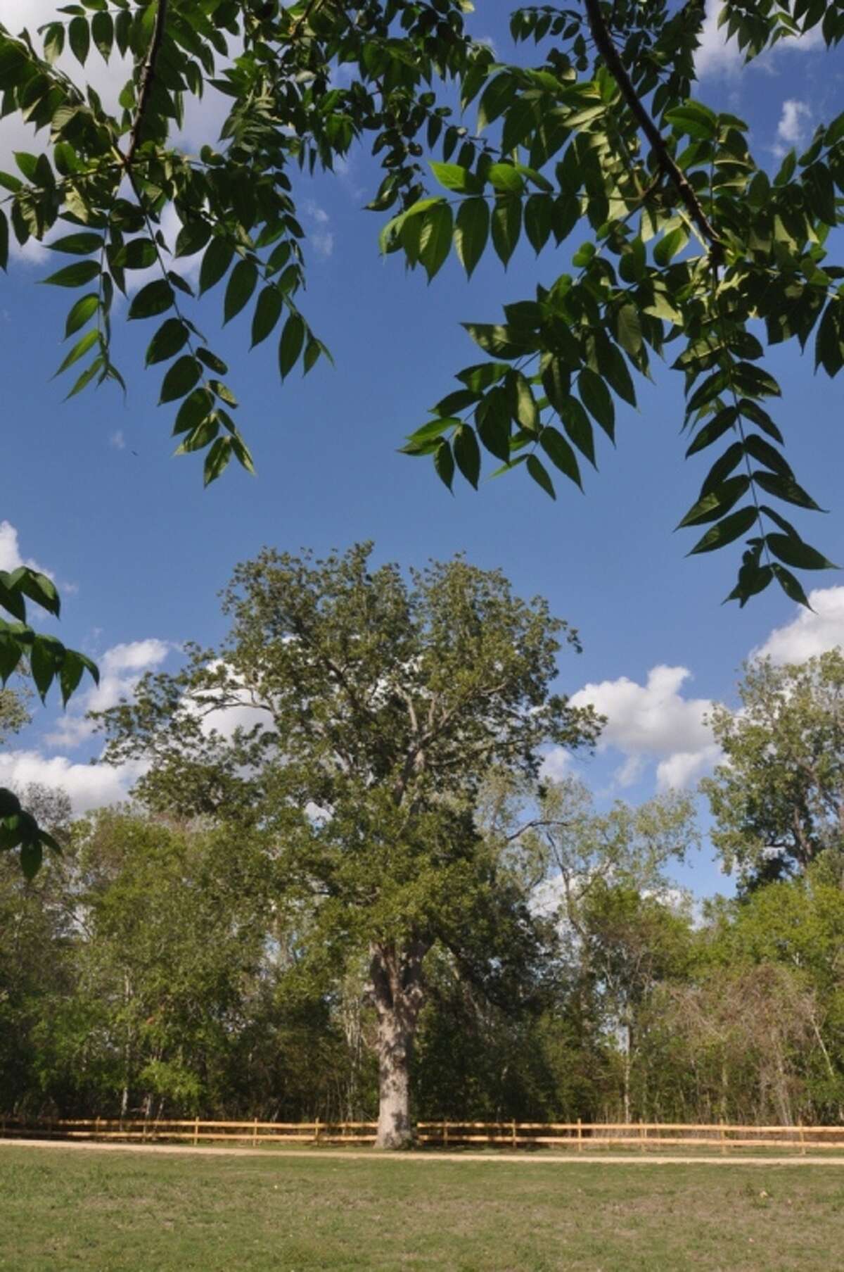 The secrets of Texas history told through its famous trees