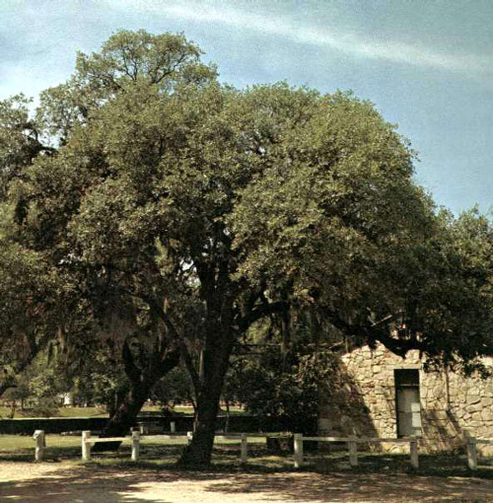 The famous trees in Texas that you can visit this summer