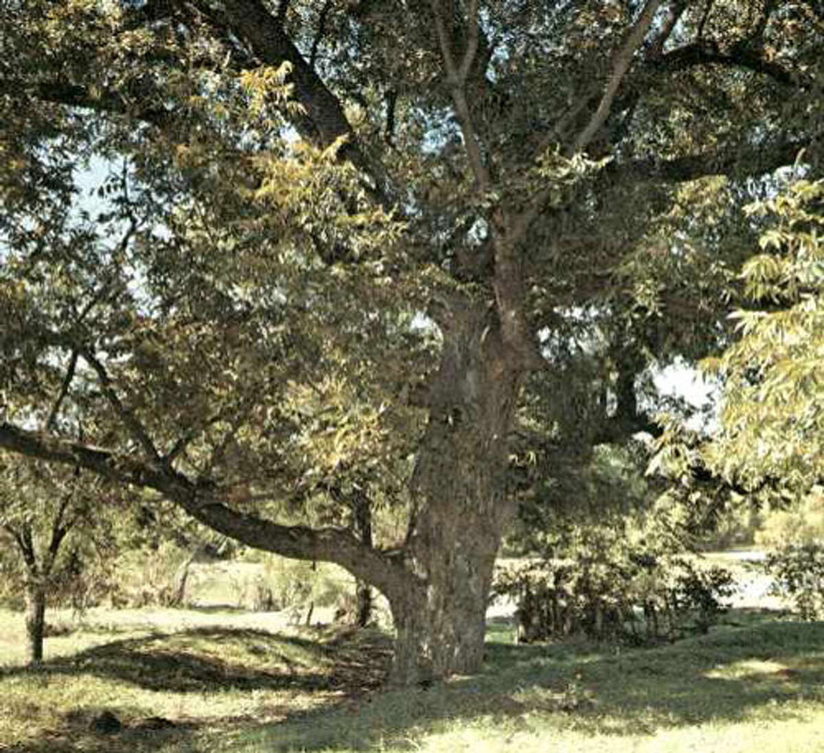 The secrets of Texas history told through its famous trees
