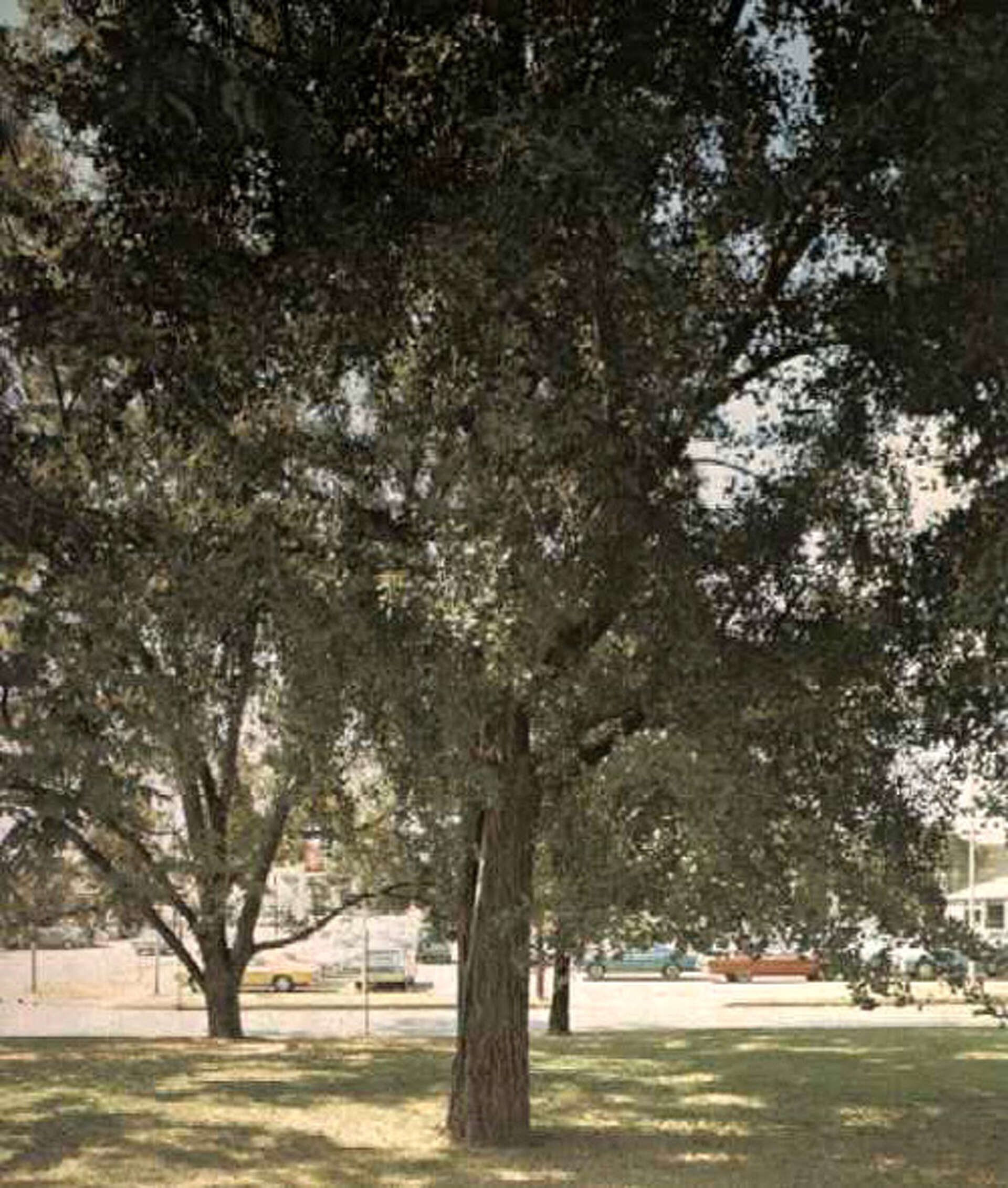 The famous trees in Texas that you can visit this summer